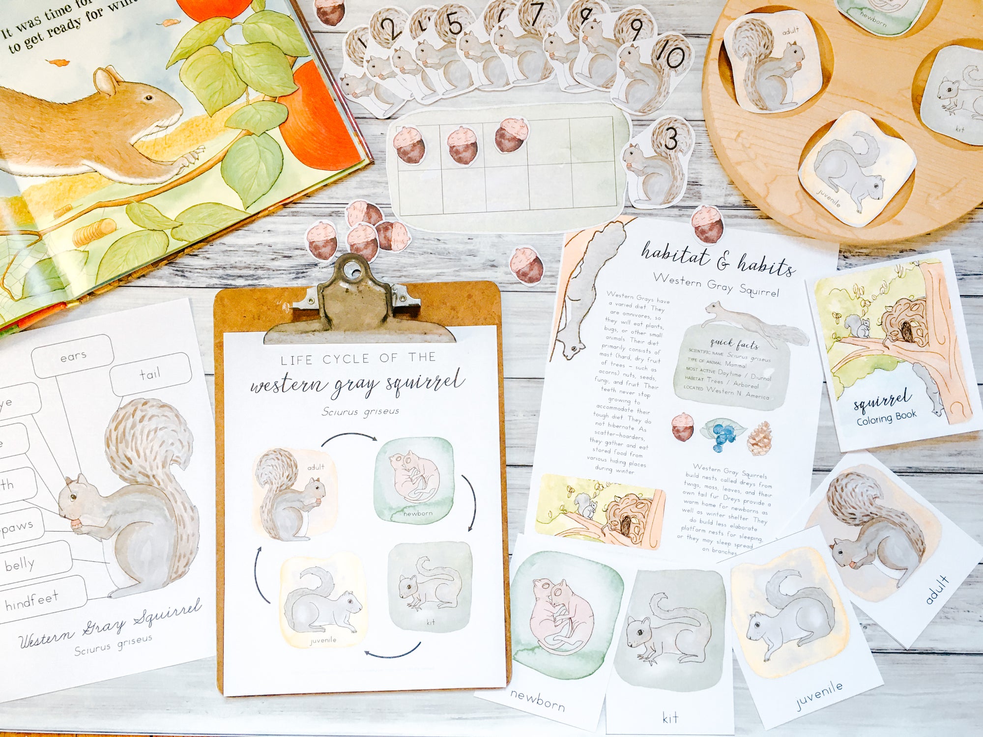 Squirrel Life Cycle - Green Urban Creative