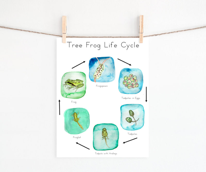 Pacific Tree Frog Life Cycle | Printable - Green Urban Creative