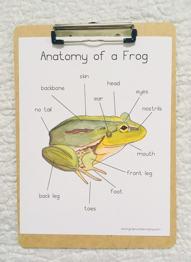 Frog Anatomy Poster - Green Urban Creative