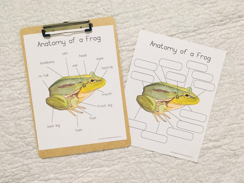 Frog Anatomy Poster - Green Urban Creative