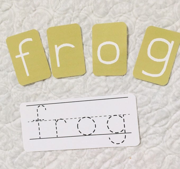 Frog Anatomy Poster - Green Urban Creative