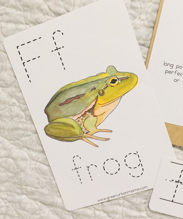 Frog Anatomy Poster - Green Urban Creative