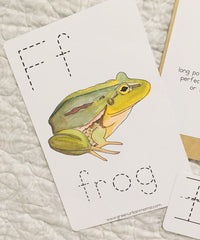 Frog Anatomy Poster - Green Urban Creative