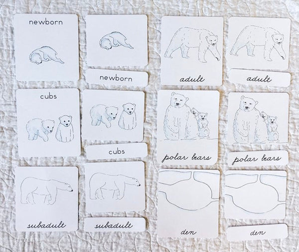 Polar Bear Life Cycle | Montessori Preschool Homeschool Unit Study Pri ...