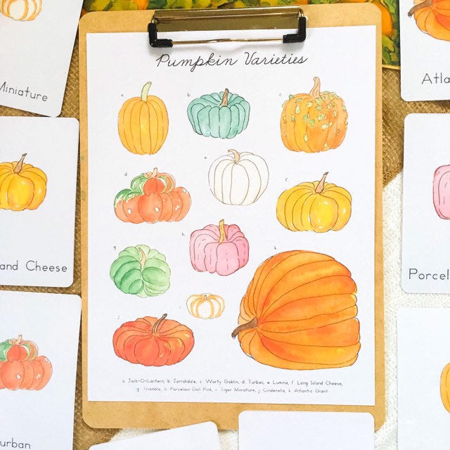 Pumpkin Varieties - Green Urban Creative