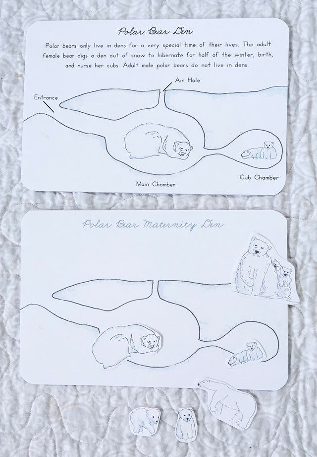 Polar Bear Life Cycle | Montessori Preschool Homeschool Unit Study Pri ...