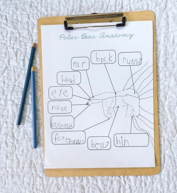 Polar Bear Life Cycle | Montessori Preschool Homeschool Unit Study Pri ...