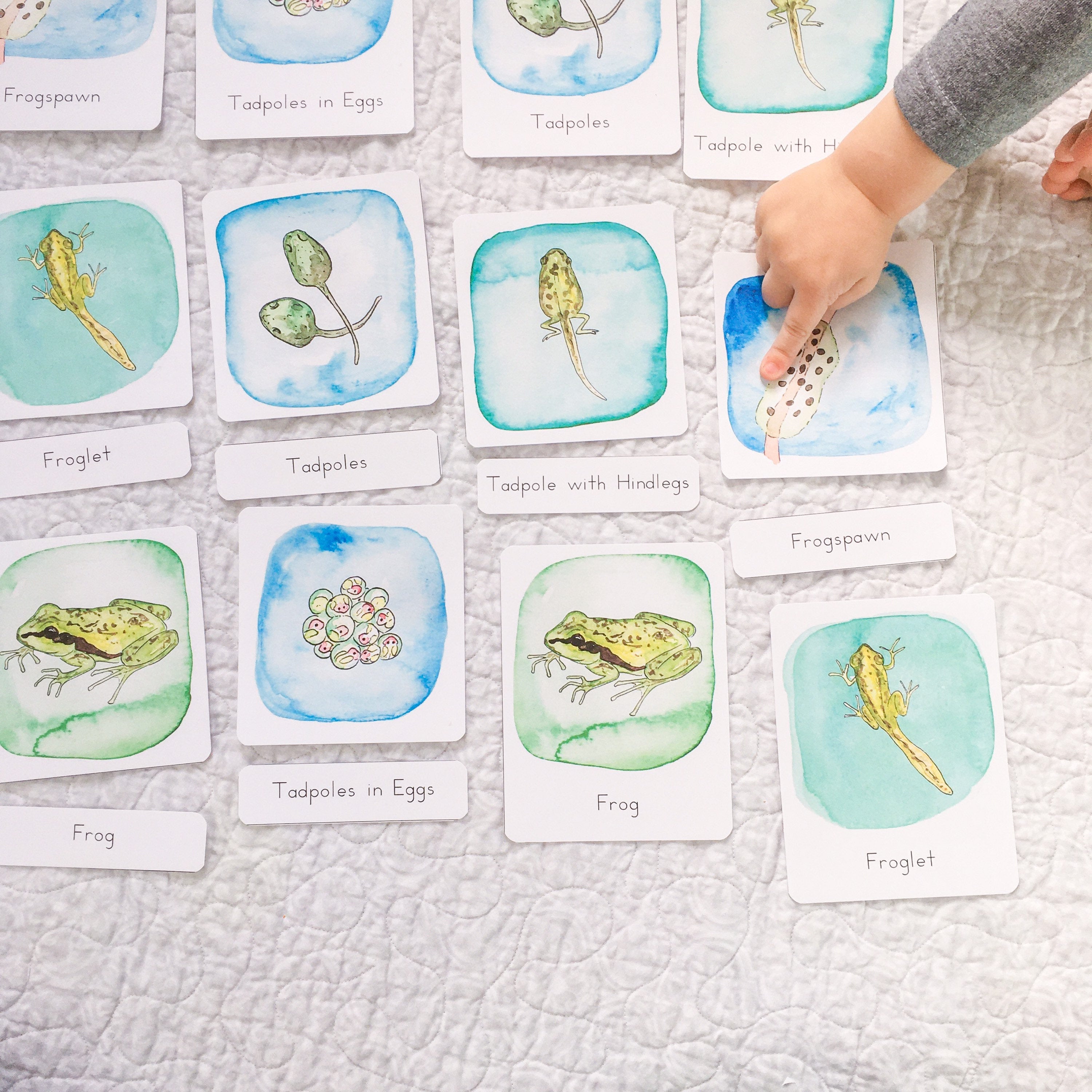 Pacific Tree Frog Life Cycle | Printable - Green Urban Creative