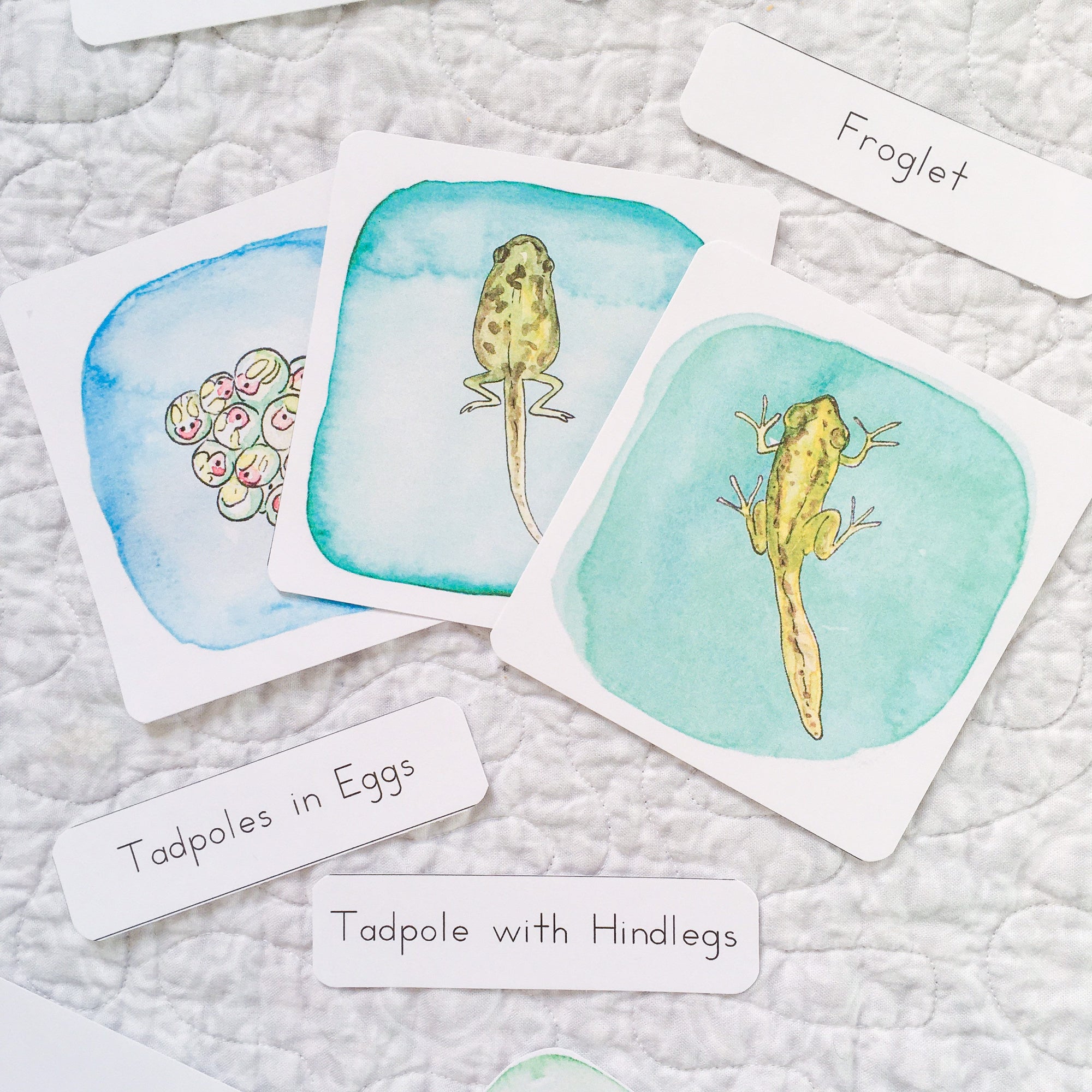 Pacific Tree Frog Life Cycle | Printable - Green Urban Creative