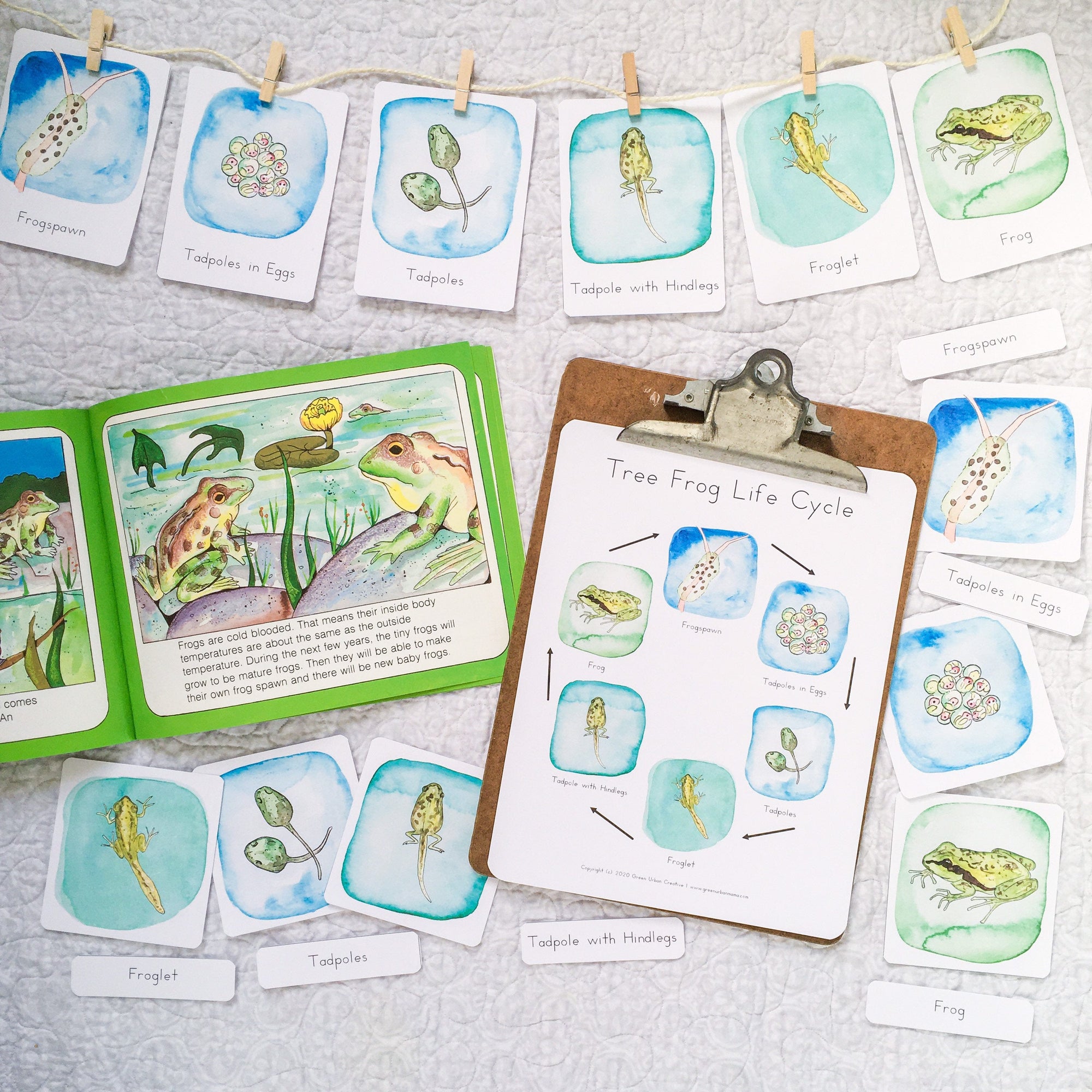 Pacific Tree Frog Life Cycle | Printable - Green Urban Creative