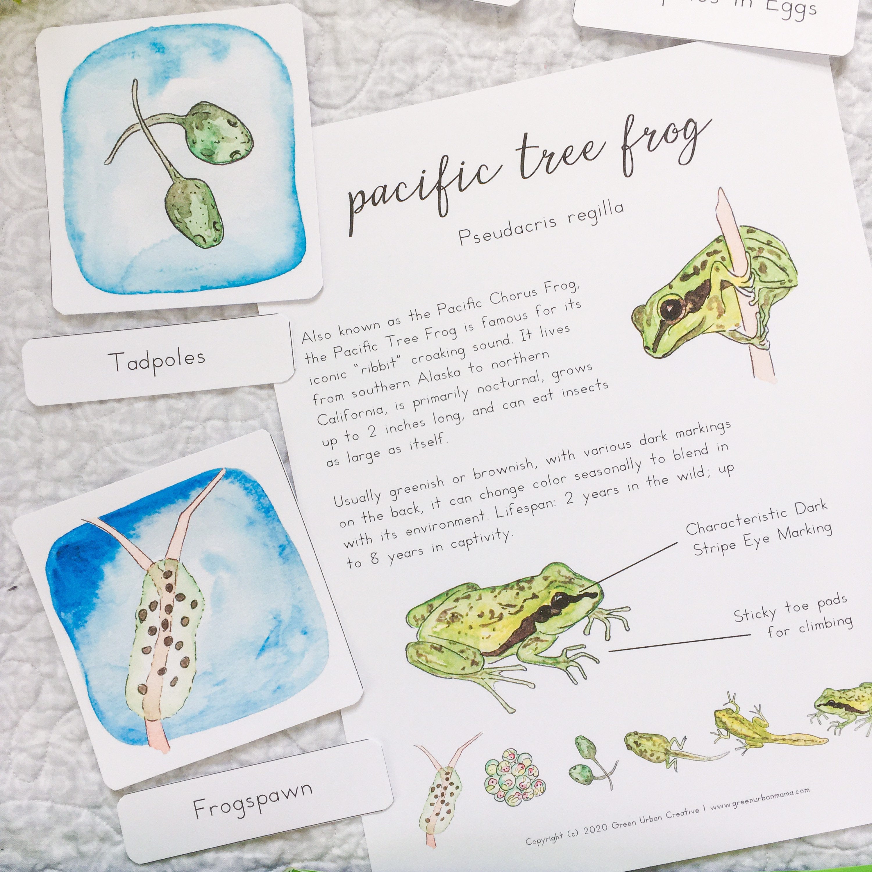 Pacific Tree Frog Life Cycle | Printable - Green Urban Creative