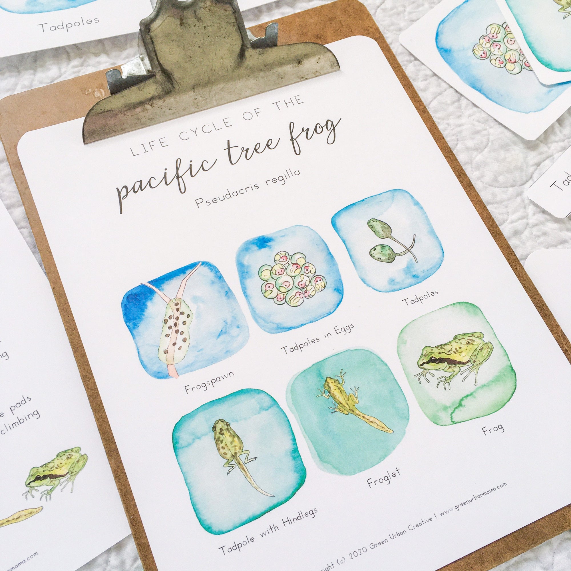 Pacific Tree Frog Life Cycle | Printable - Green Urban Creative