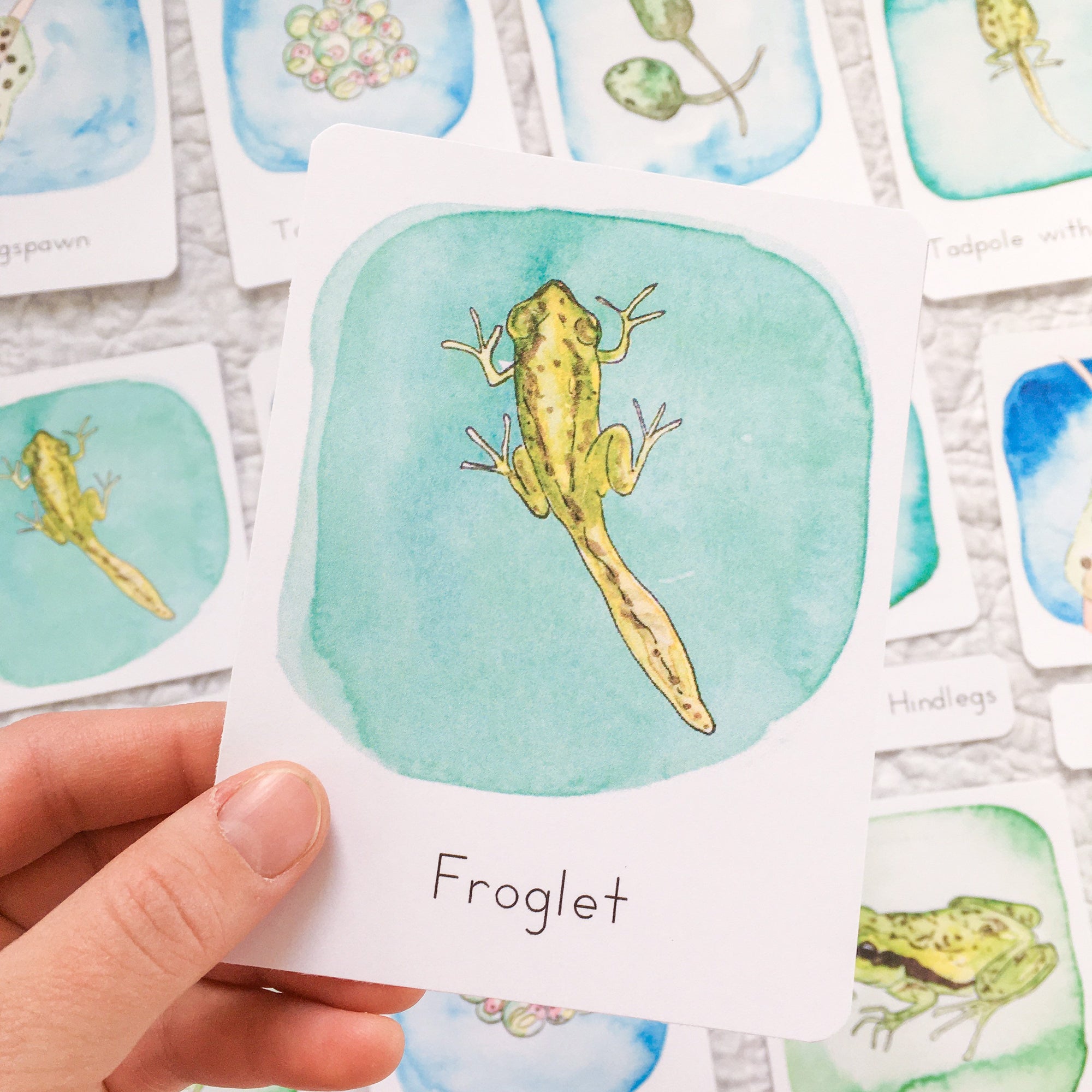 Pacific Tree Frog Life Cycle | Printable - Green Urban Creative