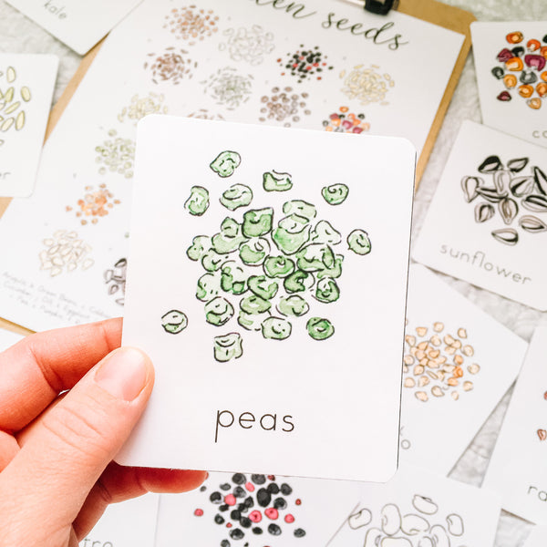 Garden Seeds Flashcards | Printable - Green Urban Creative