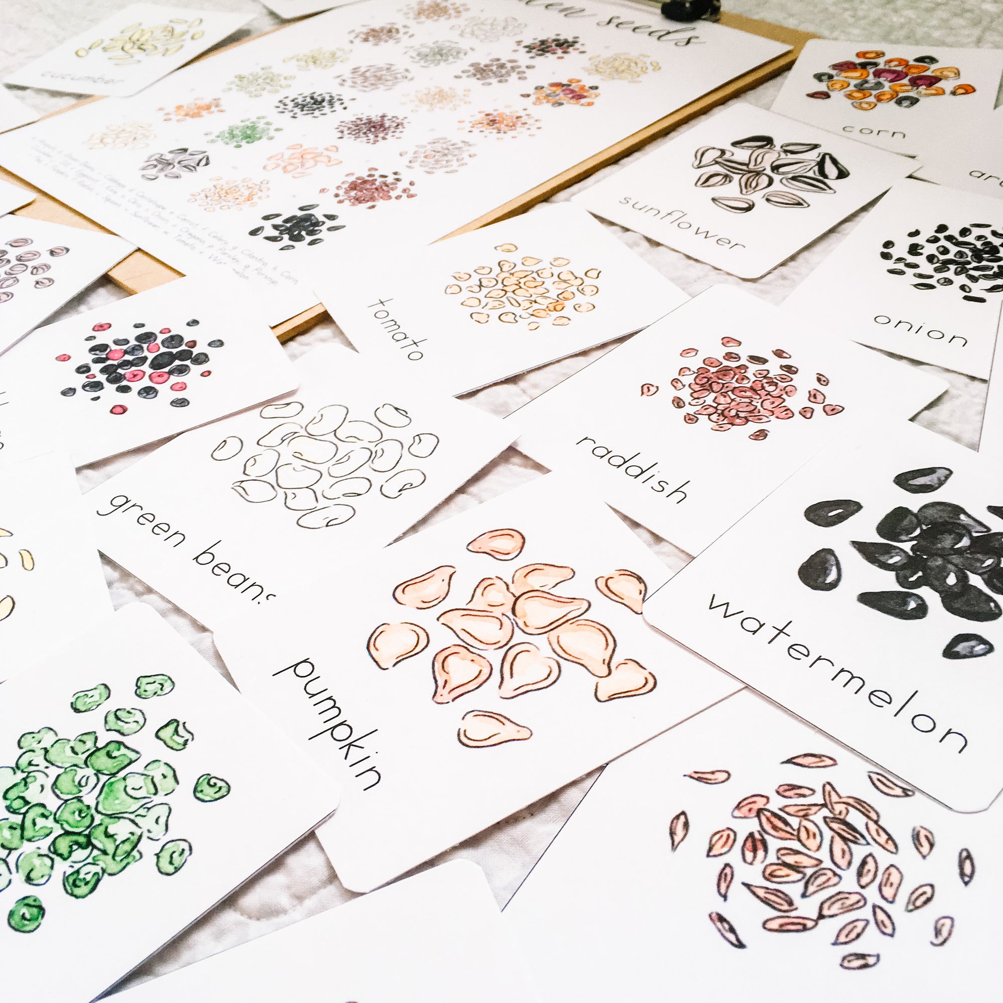 Garden Seeds Flashcards | Printable - Green Urban Creative