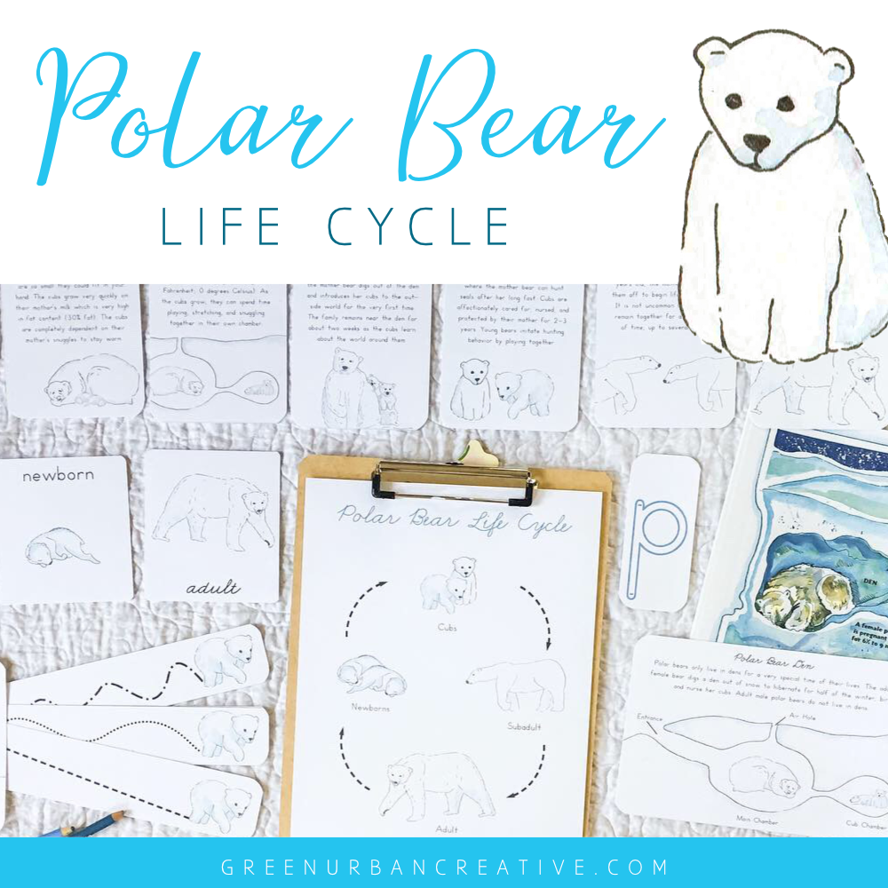Polar Bear Life Cycle | Montessori Preschool Homeschool Unit Study Pri ...