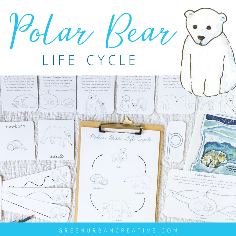 Polar Bear Life Cycle | Montessori Preschool Homeschool Unit Study Pri ...
