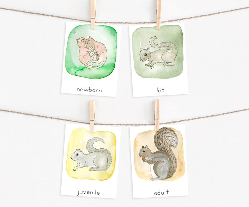 Squirrel Life Cycle - Green Urban Creative