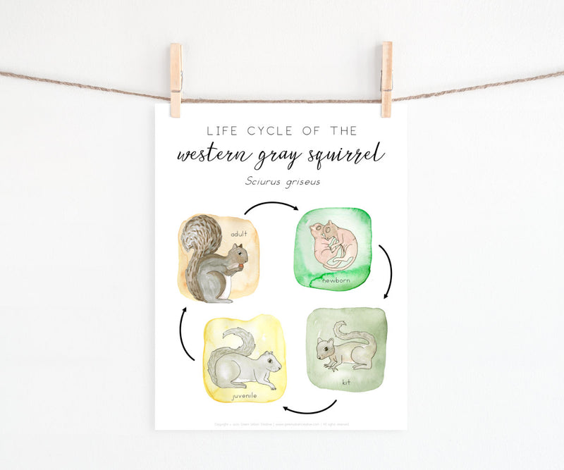 Squirrel Life Cycle - Green Urban Creative