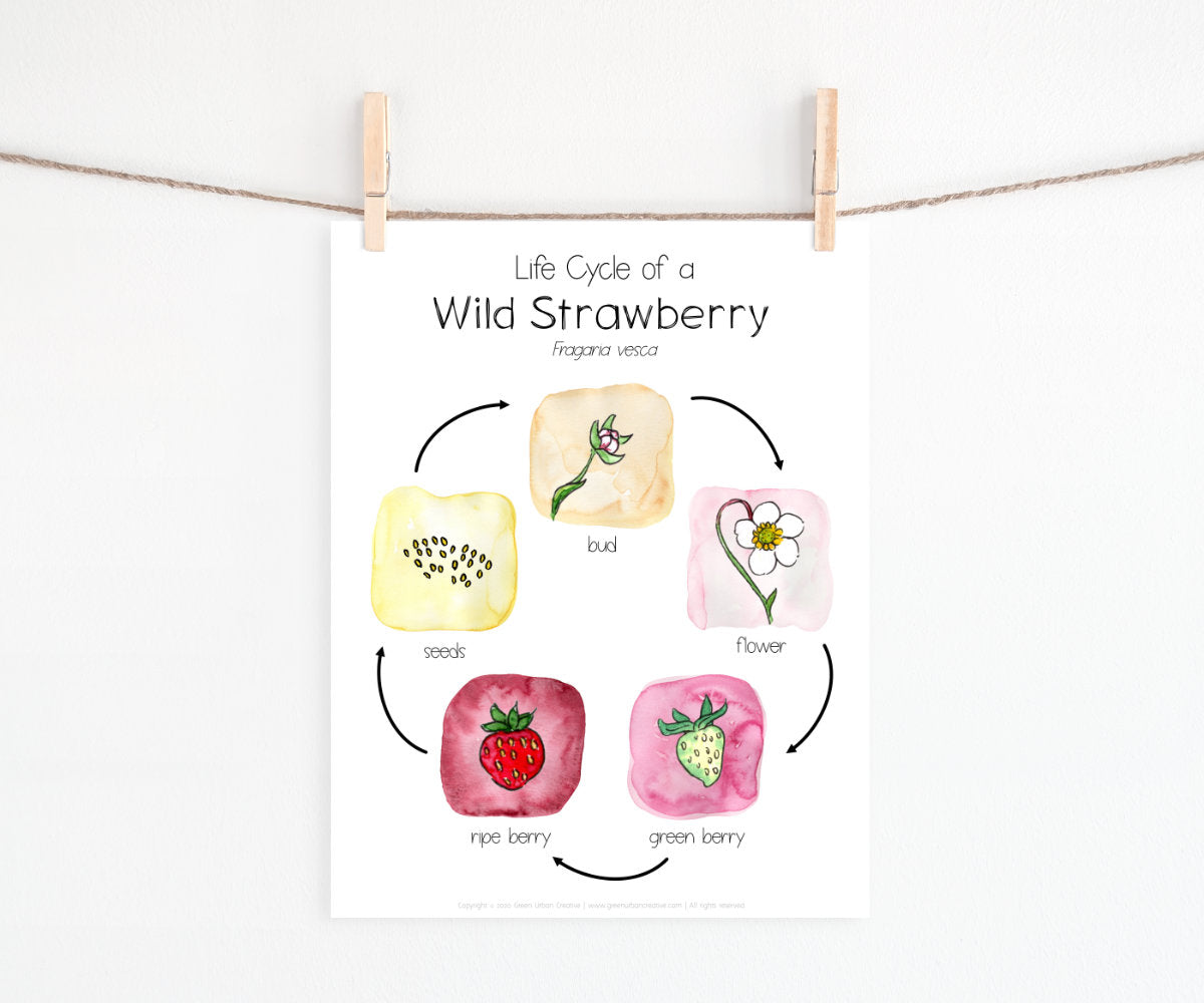 Strawberry Life Cycle | Printable - Green Urban Creative
