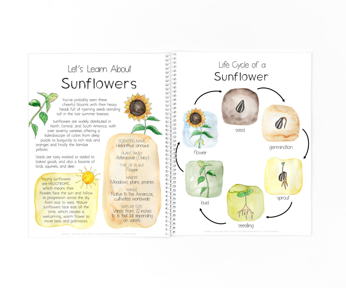 Sunflower Life Cycle - Green Urban Creative